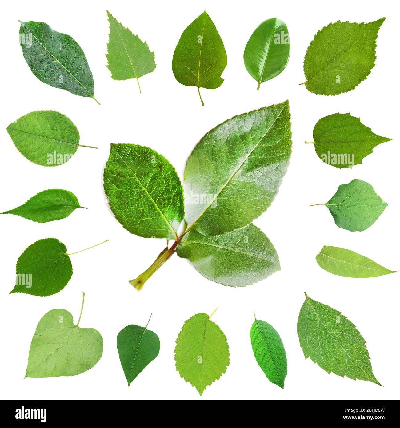Green leaves collage Stock Photo - Alamy