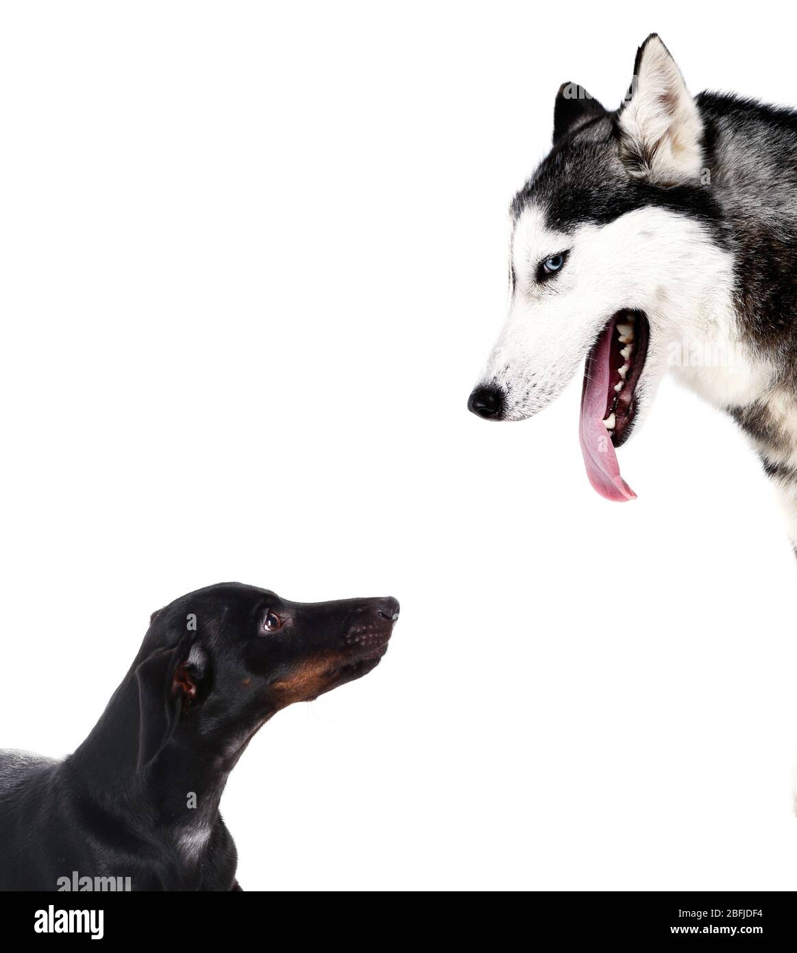 Dogs isolated on white Stock Photo - Alamy