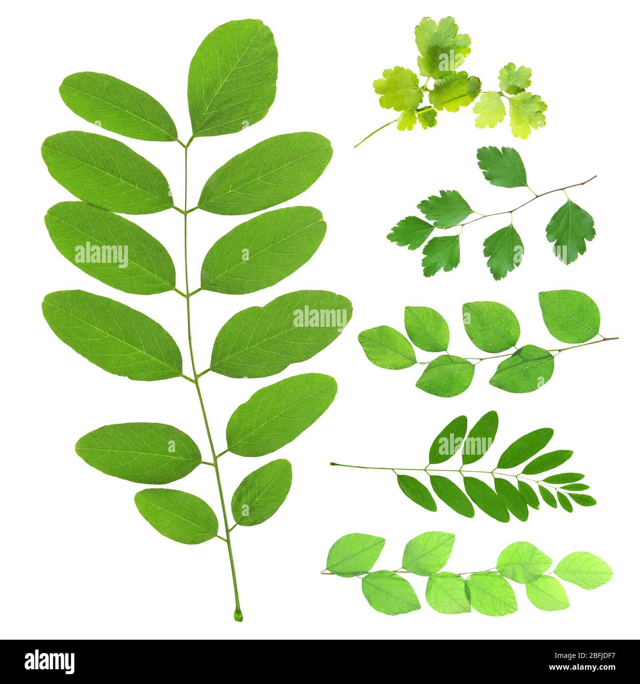 Green leaves collage hi-res stock photography and images - Alamy