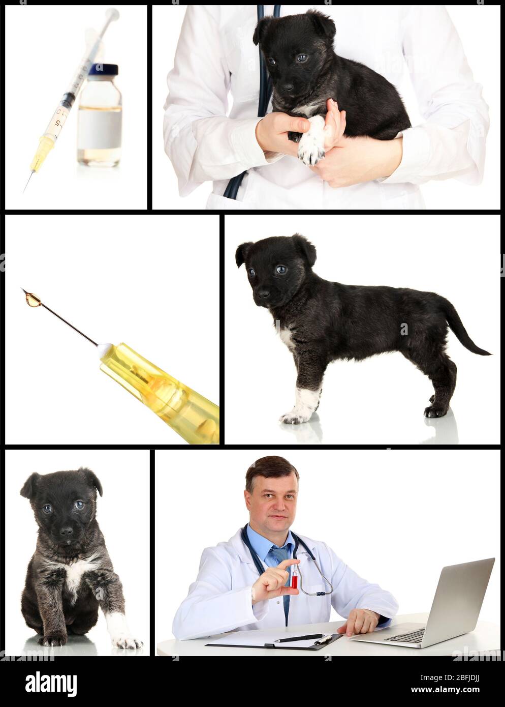 Vaccination and treatment of animals, collage Stock Photo - Alamy