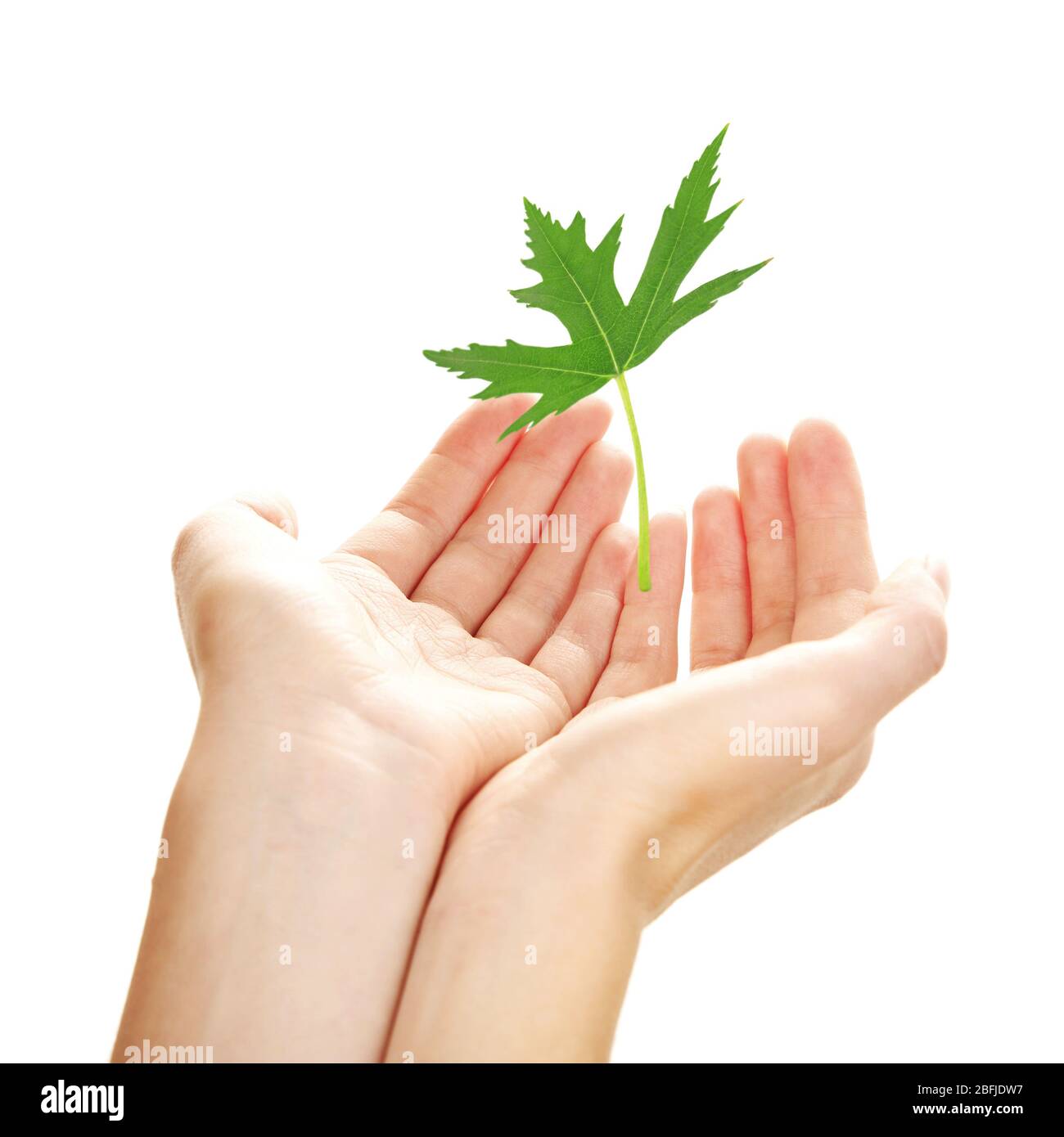 Female hands with green leaf isolated on white Stock Photo - Alamy
