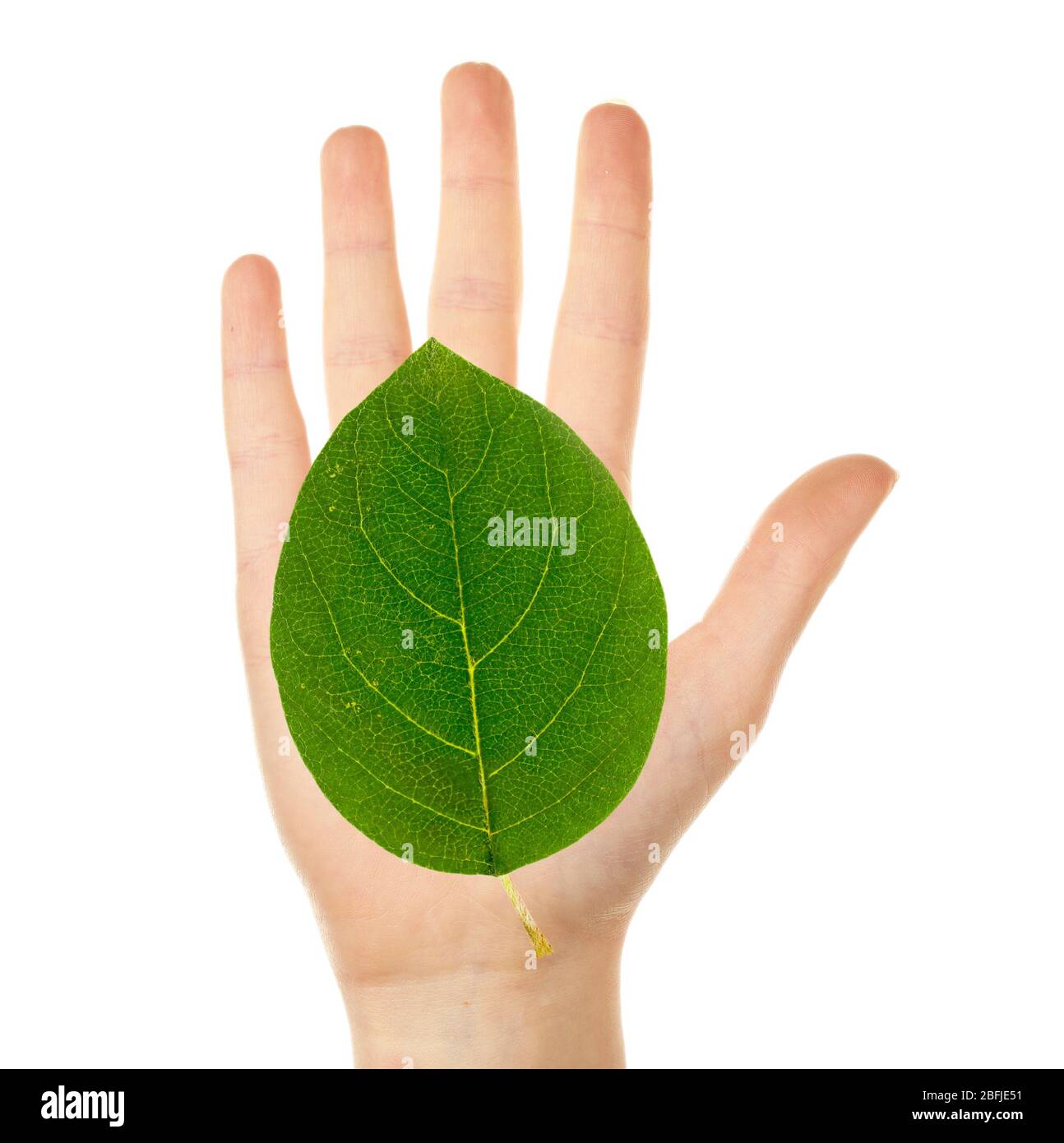 Female hand with green leaf isolated on white Stock Photo - Alamy