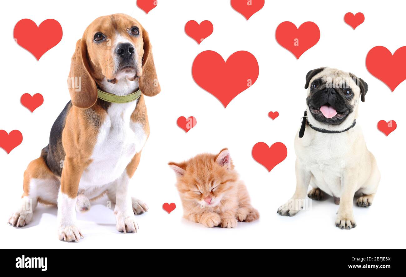 Cute pets on light background with hearts Stock Photo - Alamy