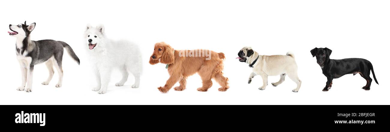 Group of dogs different sizes in row, isolated on white Stock Photo - Alamy