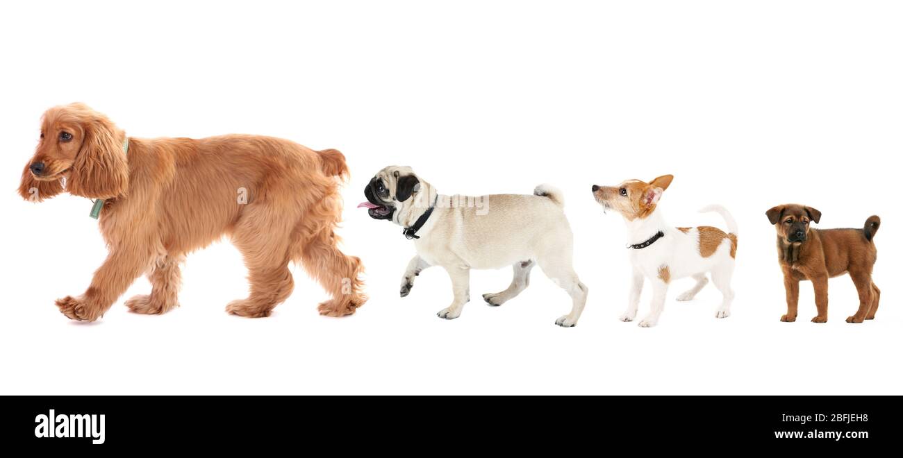 Group of dogs different sizes in row, isolated on white Stock Photo - Alamy