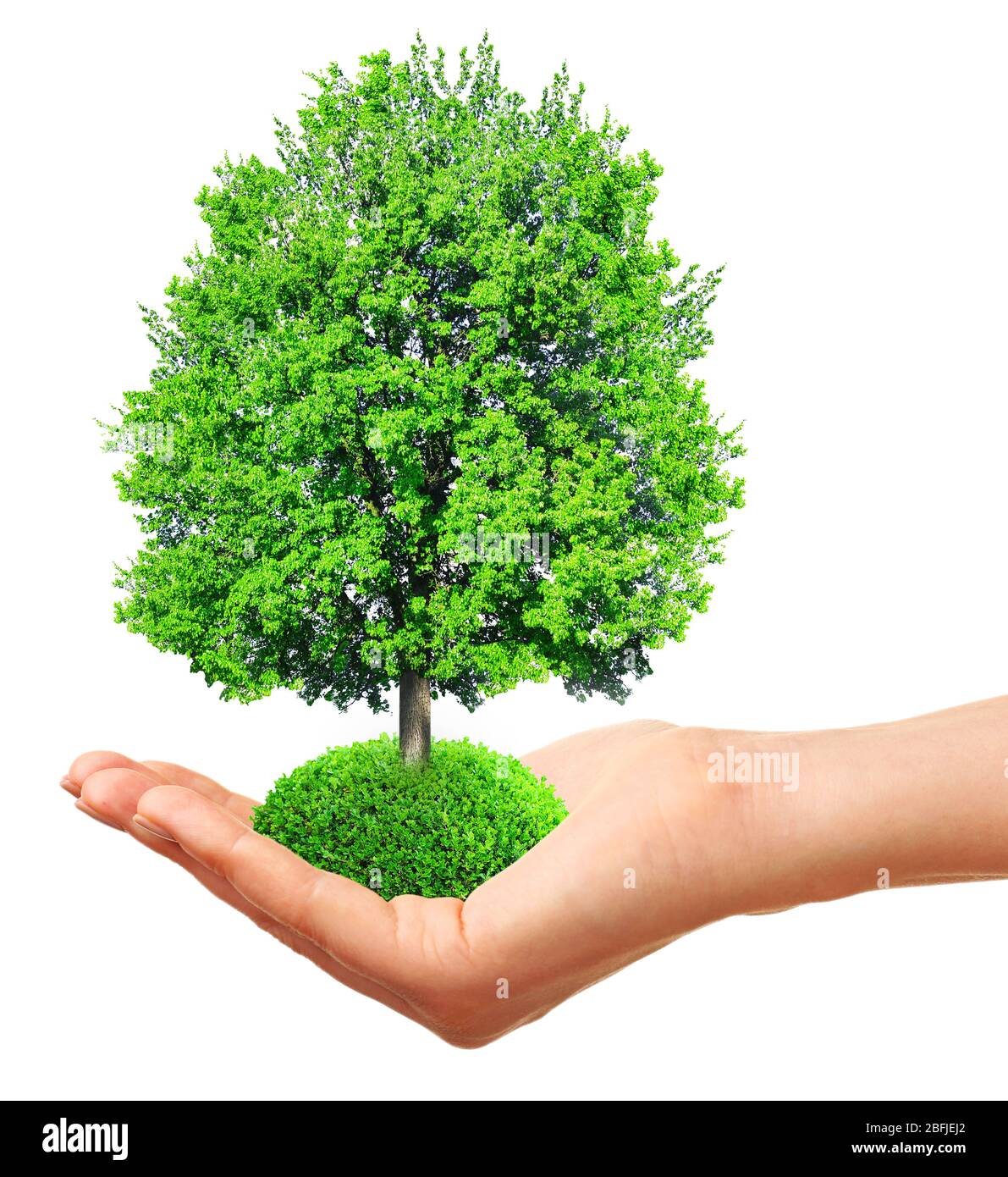 Hand holding a tree, isolated on white Stock Photo - Alamy