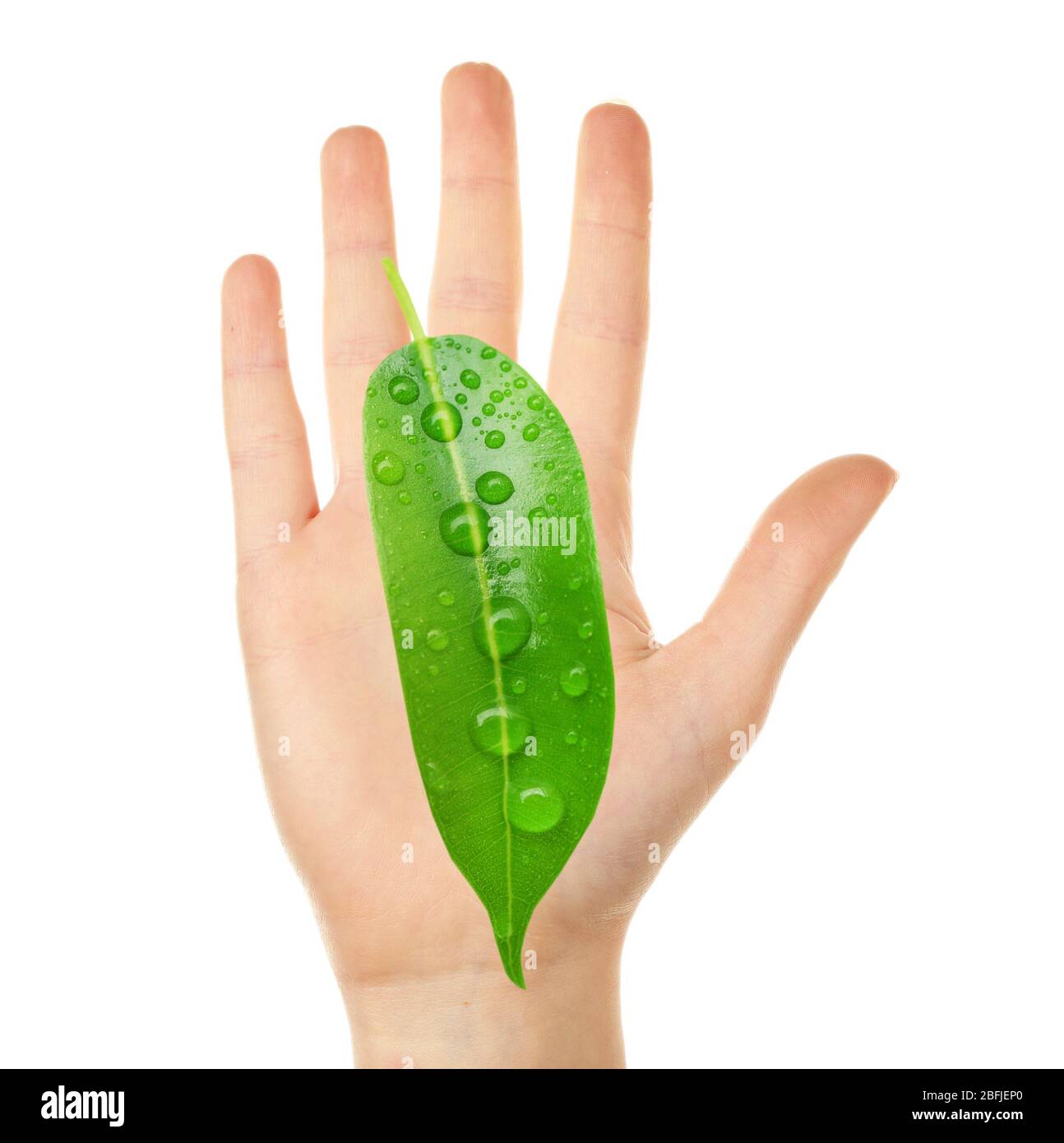 Female hand with green leaf isolated on white Stock Photo - Alamy