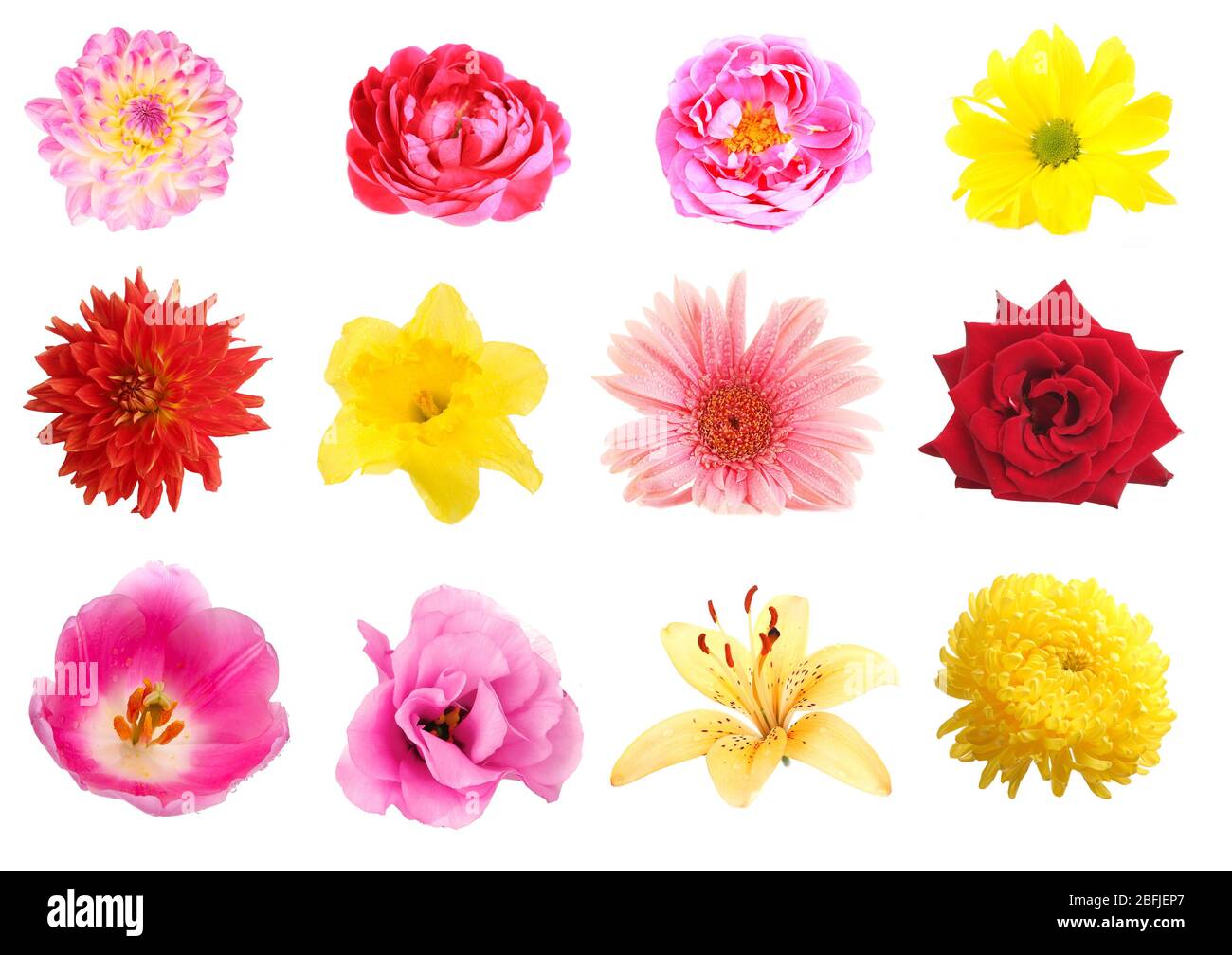 Beautiful flowers collage, isolated on white Stock Photo - Alamy