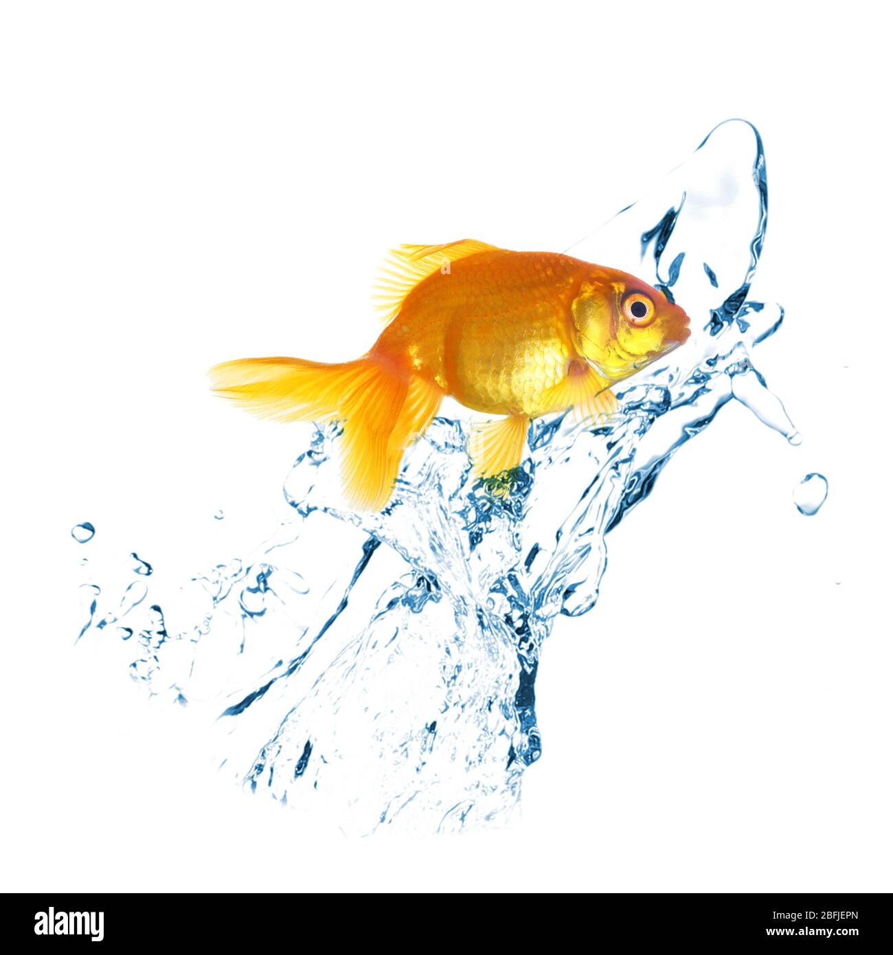 Goldfish in water splashes, isolated on white Stock Photo - Alamy