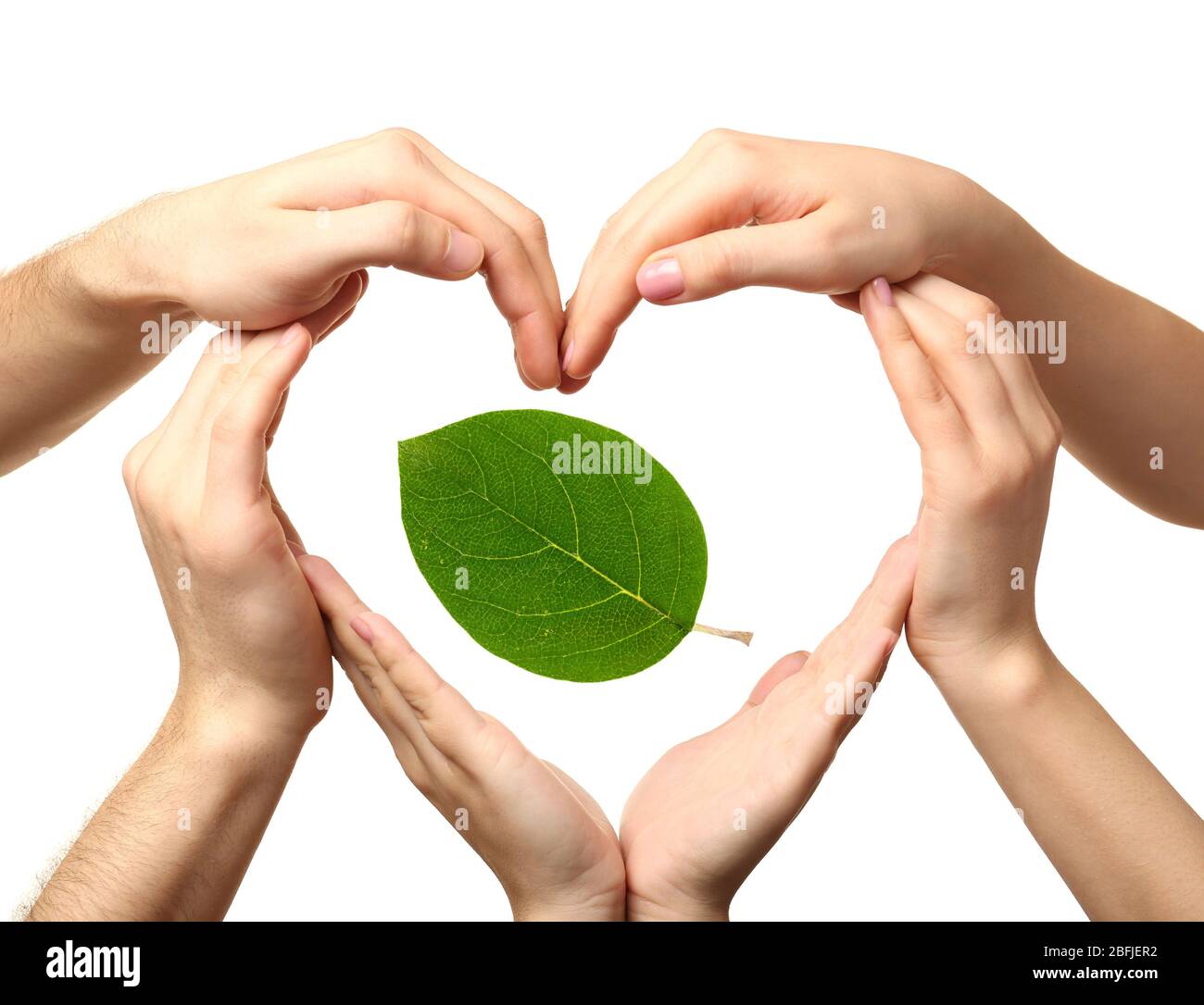 Hands with green leaf isolated on white Stock Photo - Alamy