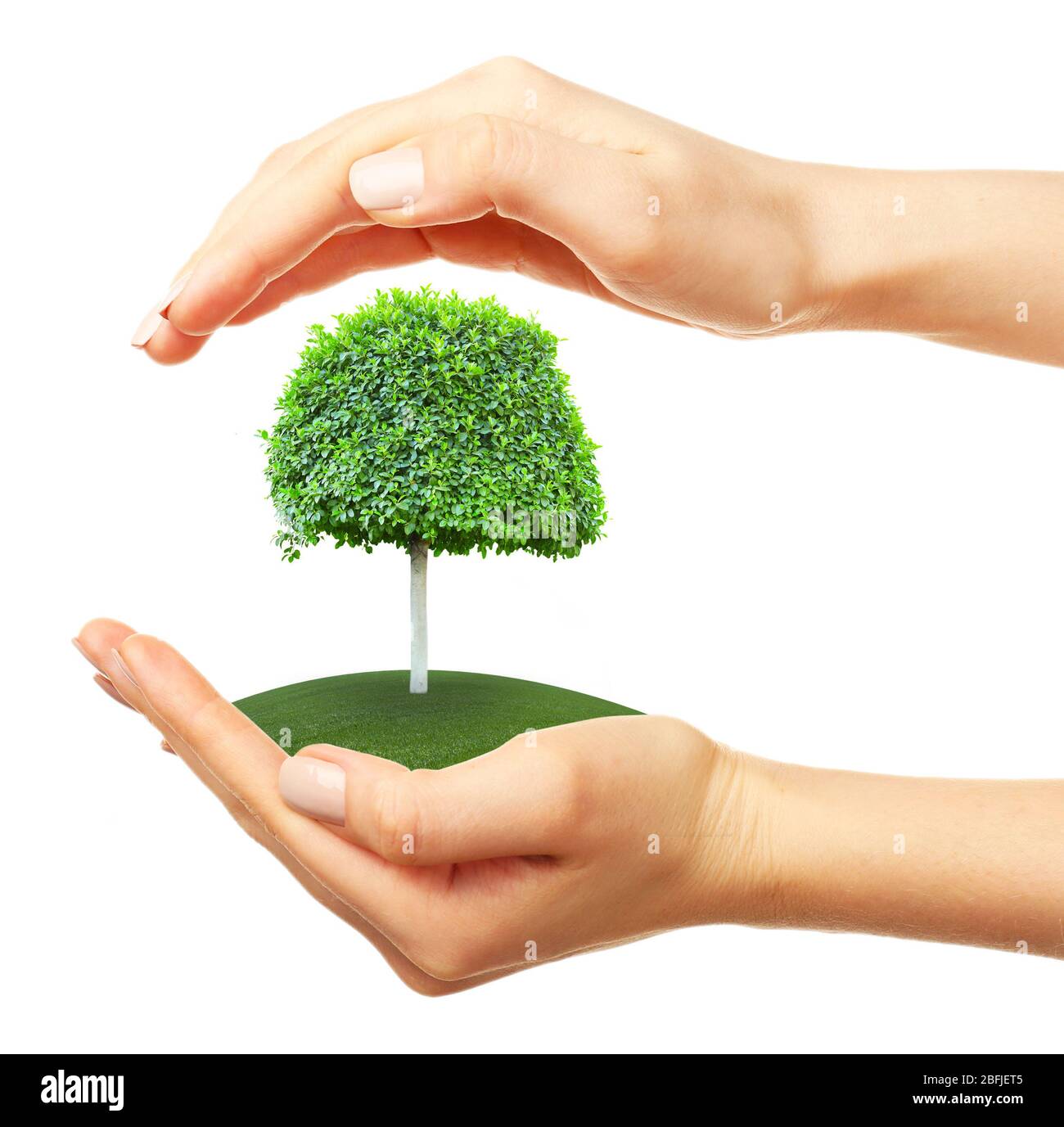 Hands holding a tree, isolated on white Stock Photo - Alamy