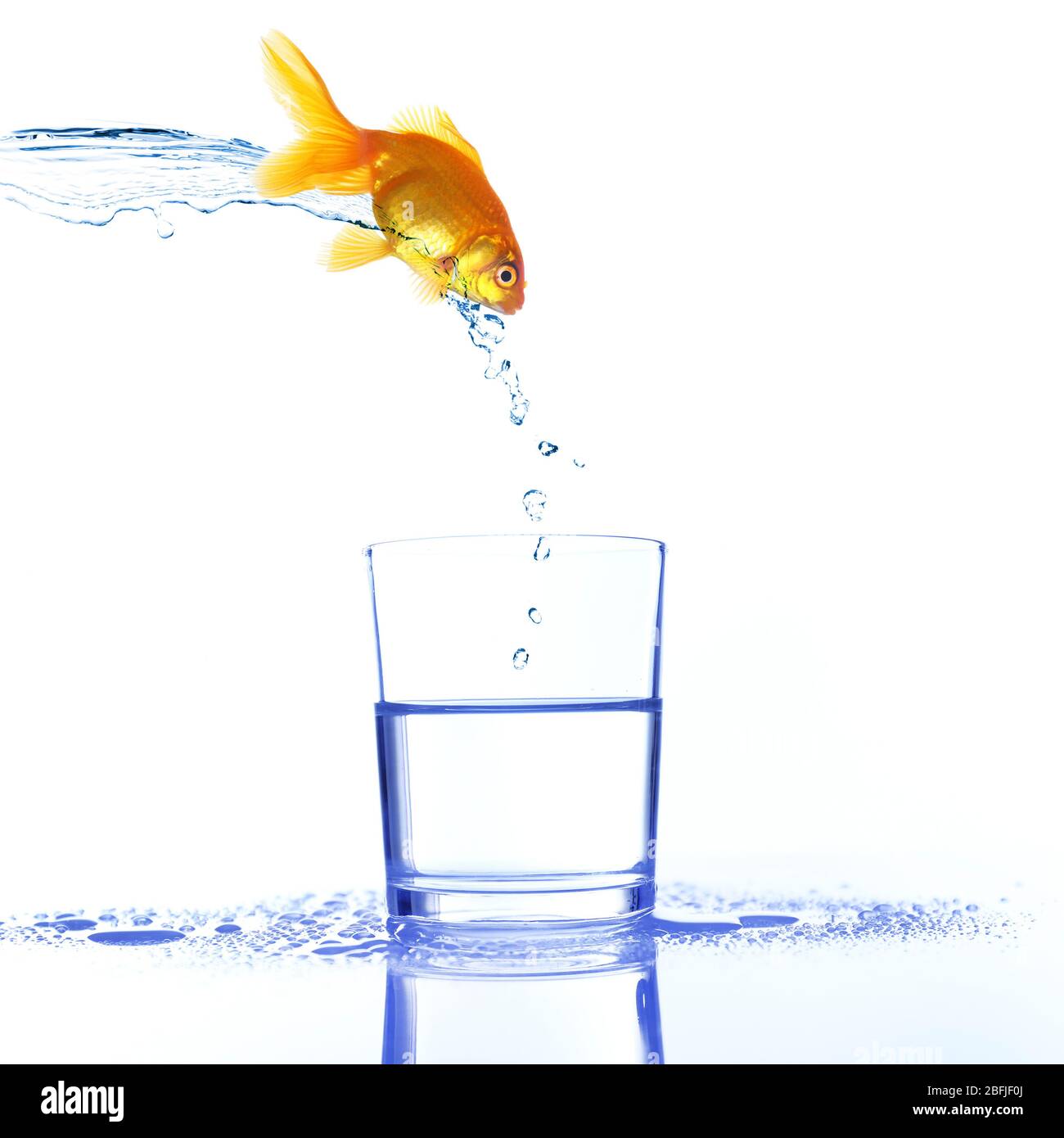 Goldfish jumping into glass, isolated on white Stock Photo - Alamy