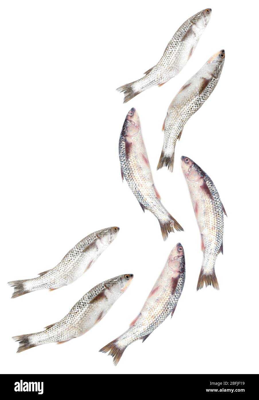 Many fishes isolated on white Stock Photo - Alamy