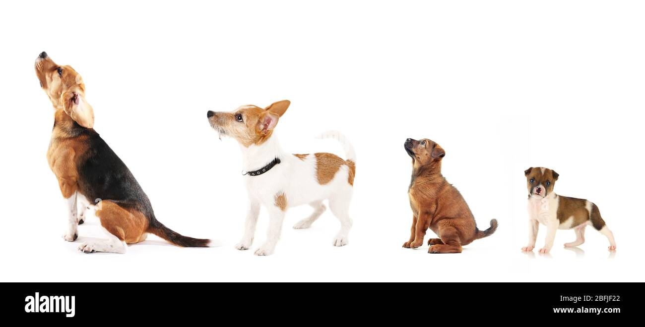 Why Are Dogs Different Sizes