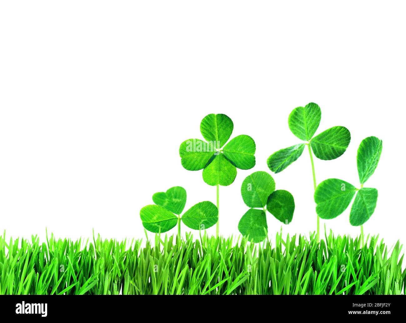 Clover grass seed hi-res stock photography and images - Alamy