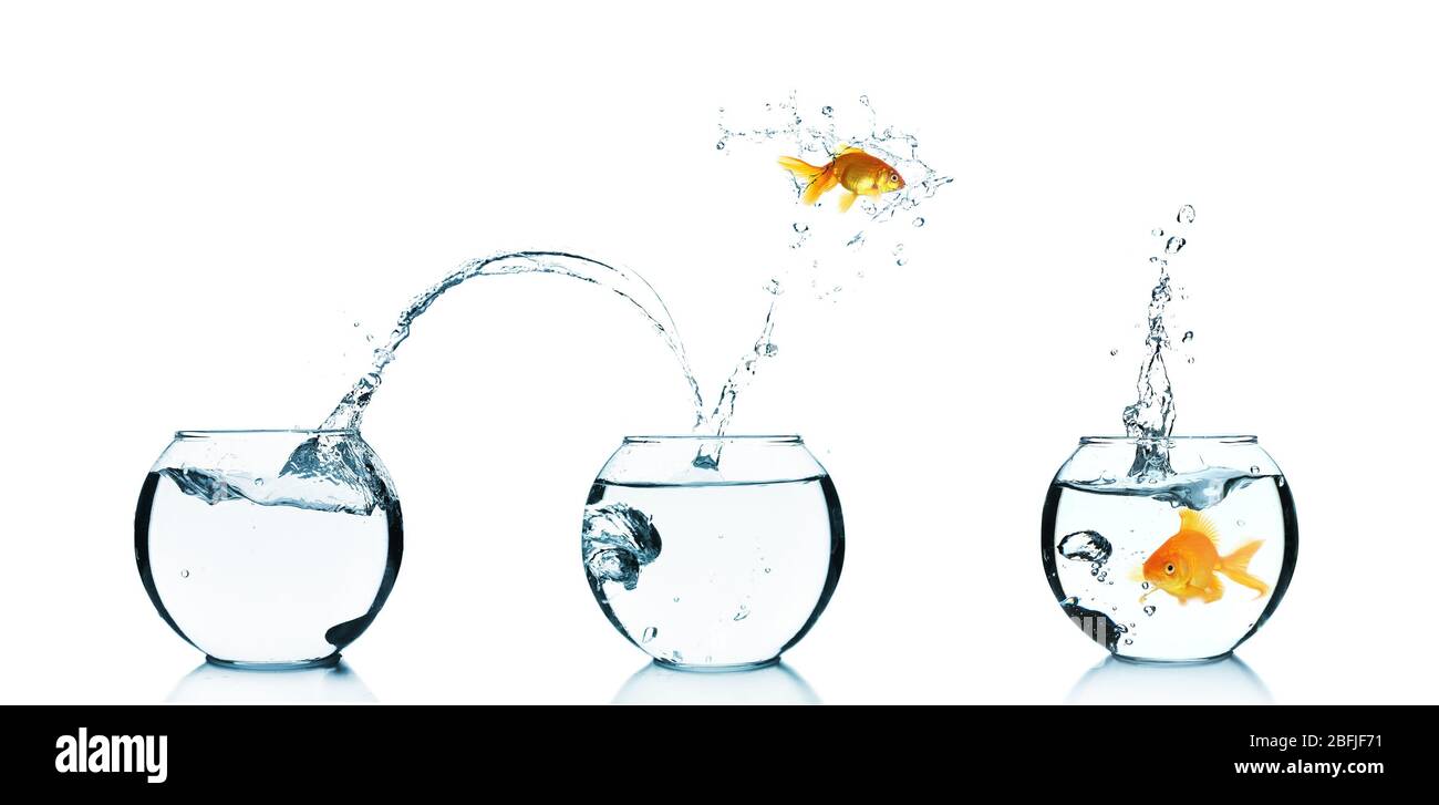 Goldfish jumping into glass aquarium, isolated on white Stock Photo - Alamy