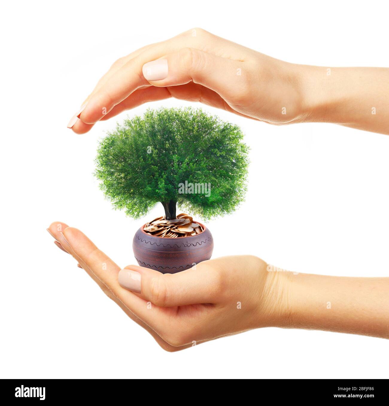 Tree growth rate Cut Out Stock Images & Pictures - Alamy