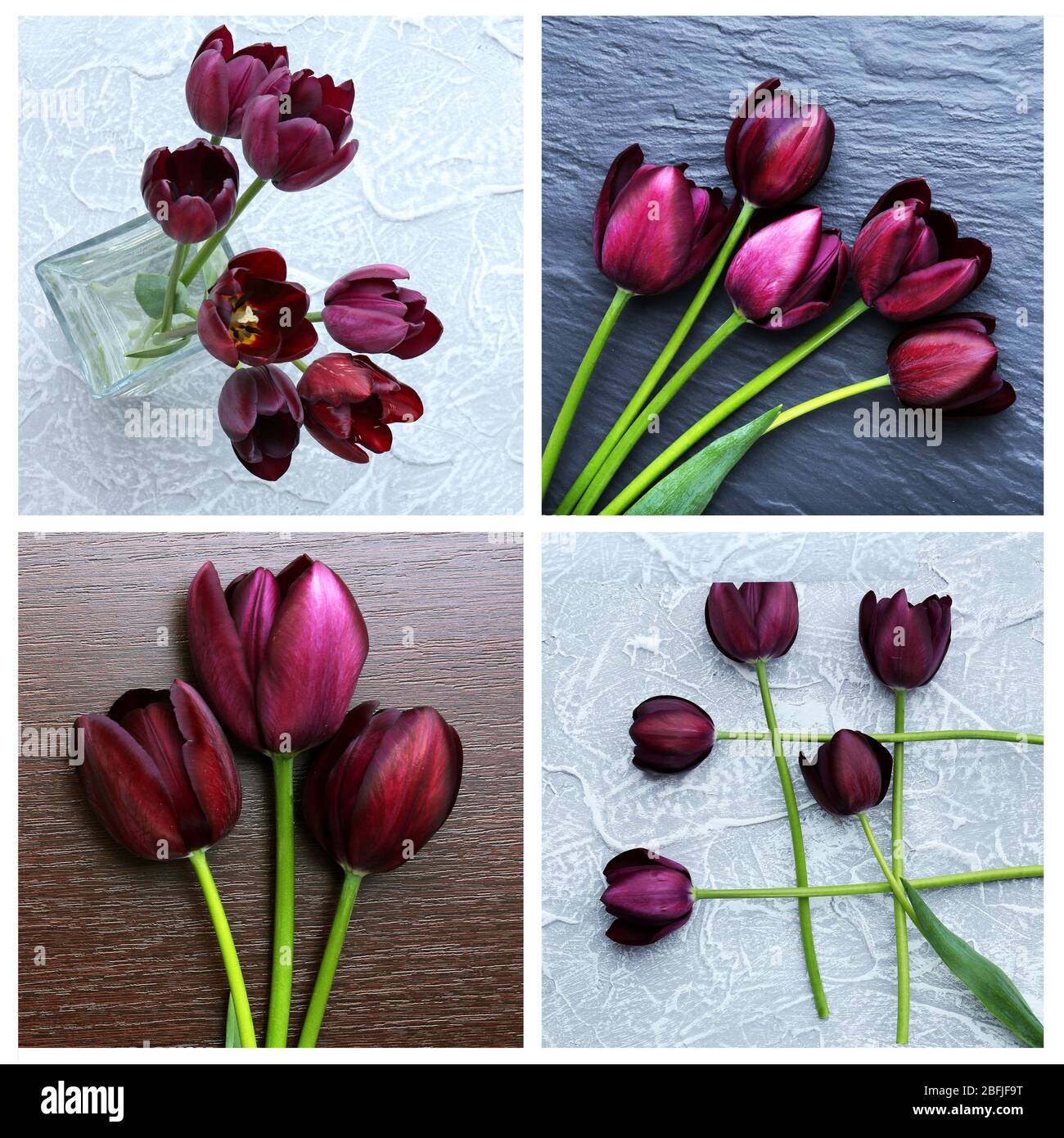 Magnificent tulips Cut Out Stock Images & Pictures - Alamy