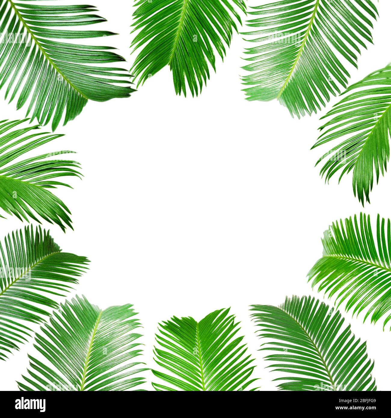 Frame of green palm leaves isolated on white Stock Photo - Alamy