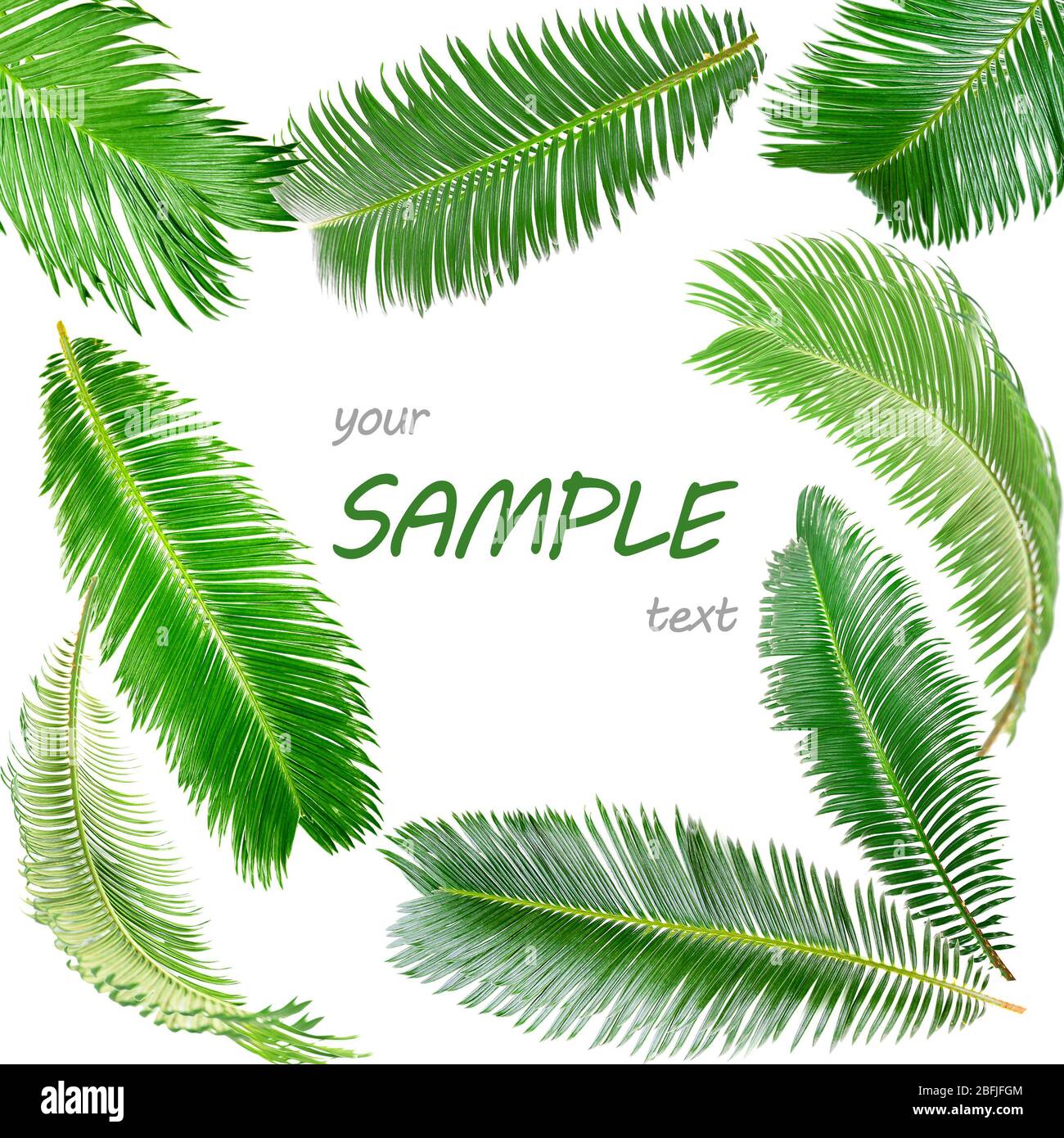 Frame of green palm leaves isolated on white Stock Photo - Alamy