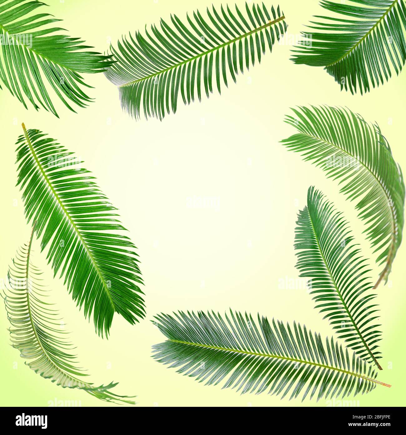 Frame of green palm leaves on light background Stock Photo - Alamy