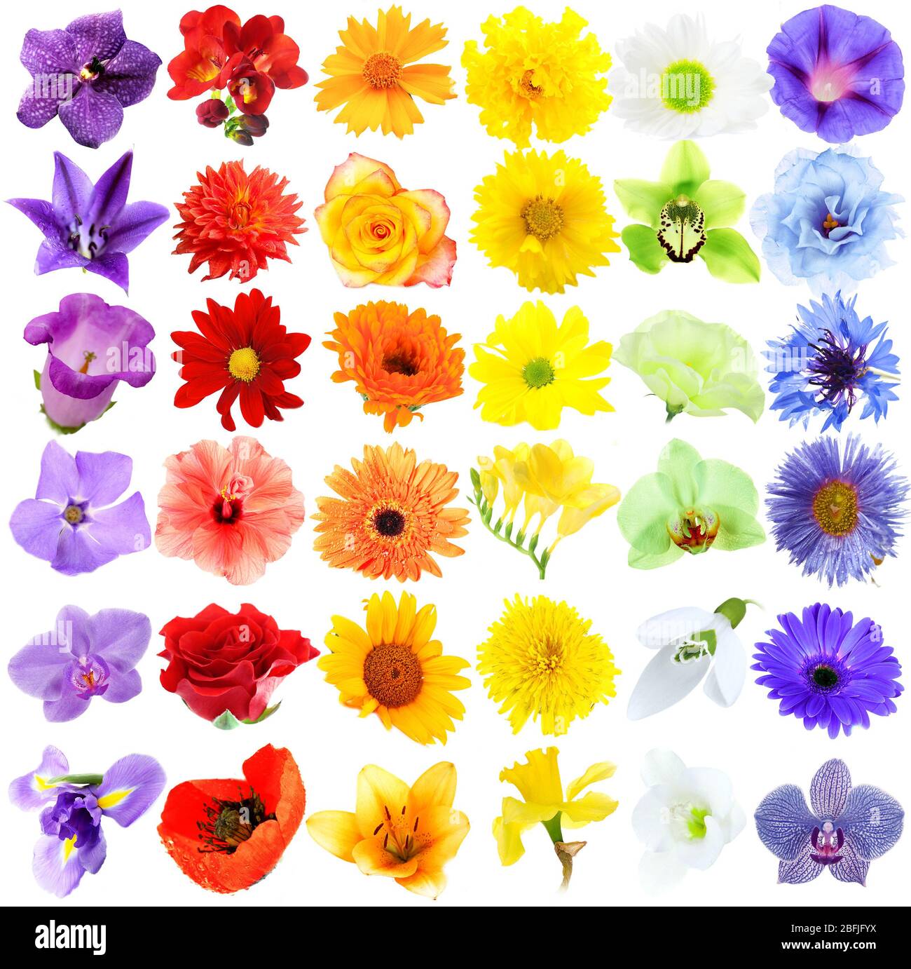Collage orchid Cut Out Stock Images & Pictures - Alamy
