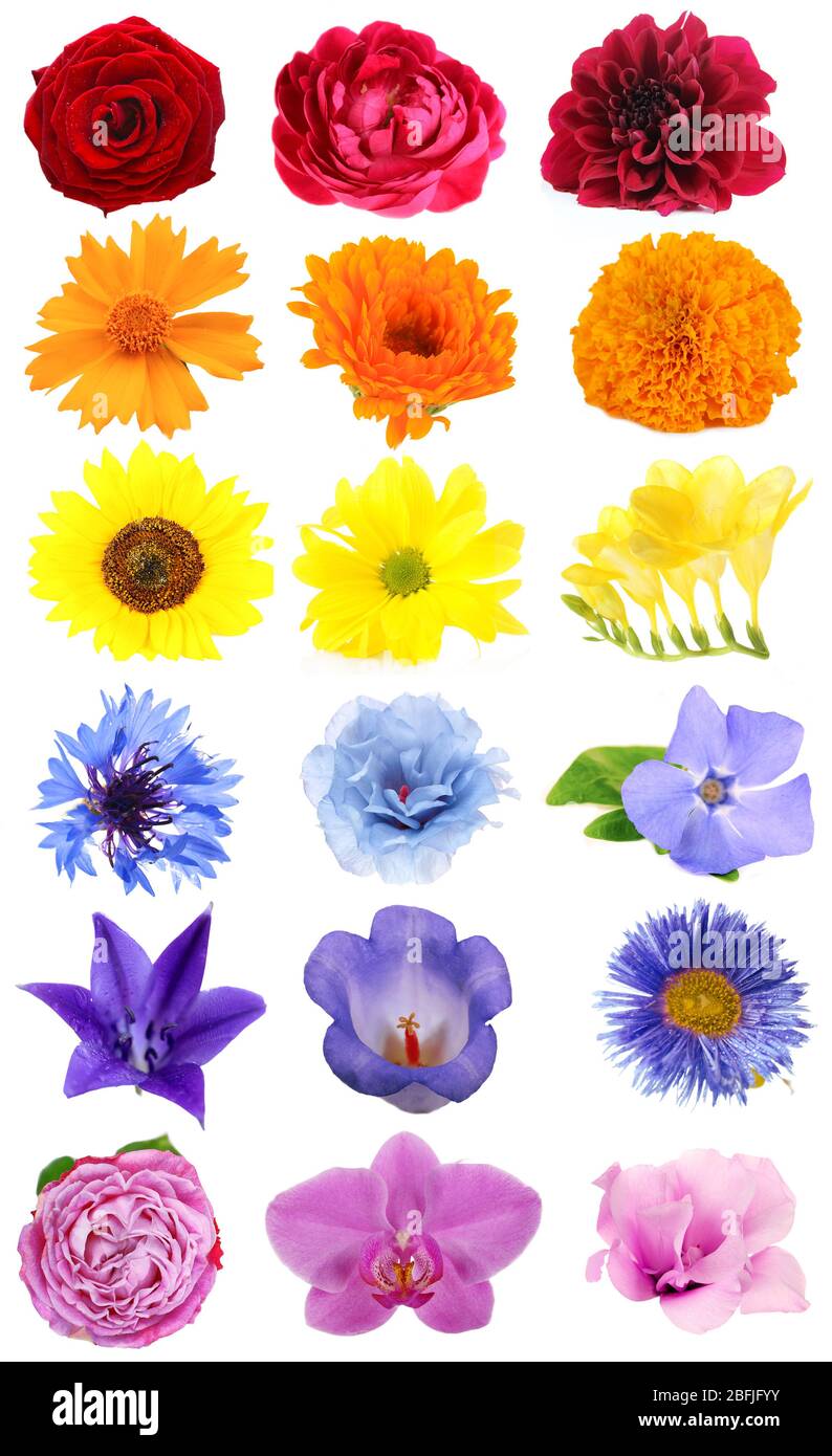 Beautiful flowers periwinkle Cut Out Stock Images & Pictures - Alamy