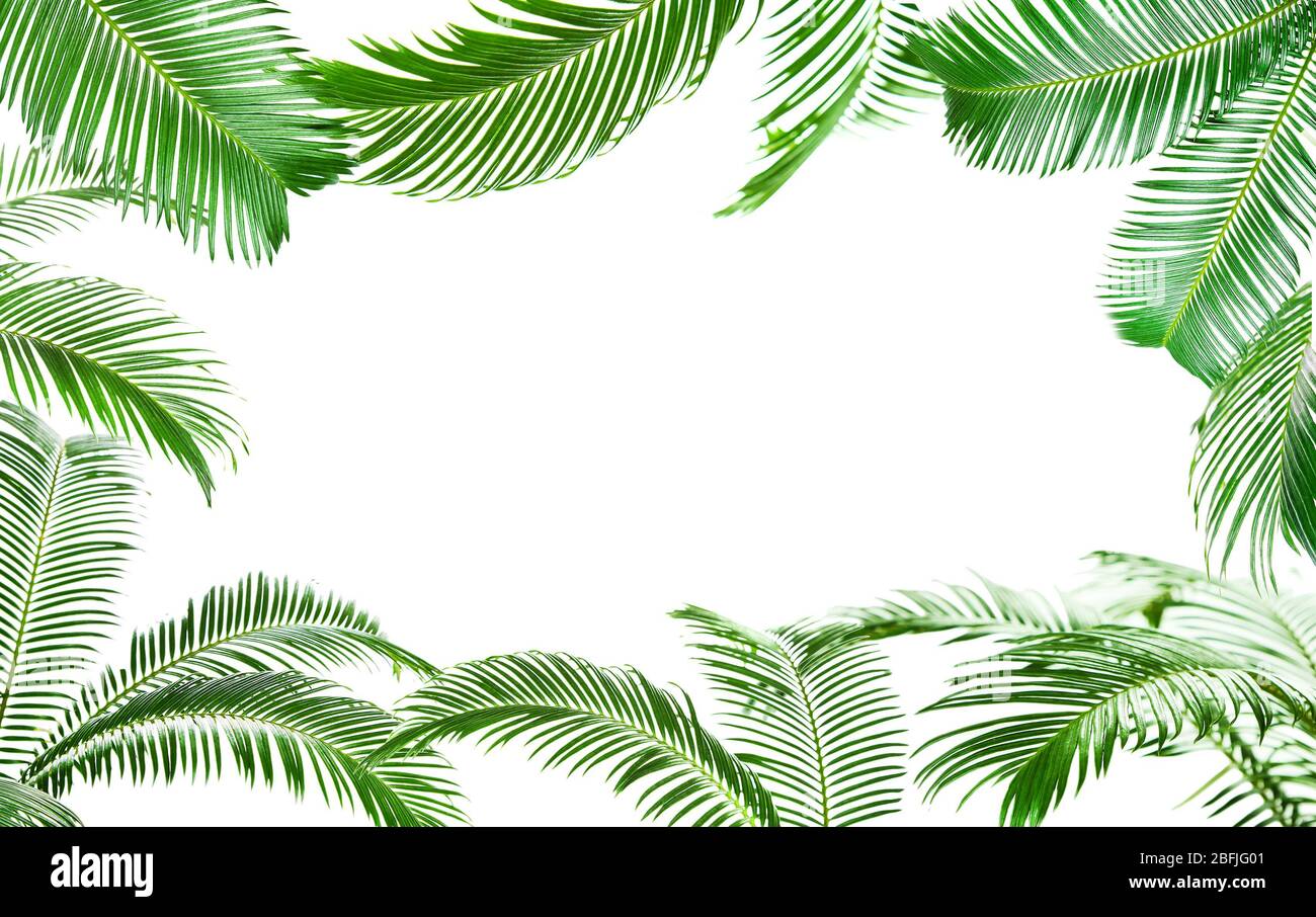 Frame of green palm leaves isolated on white Stock Photo - Alamy