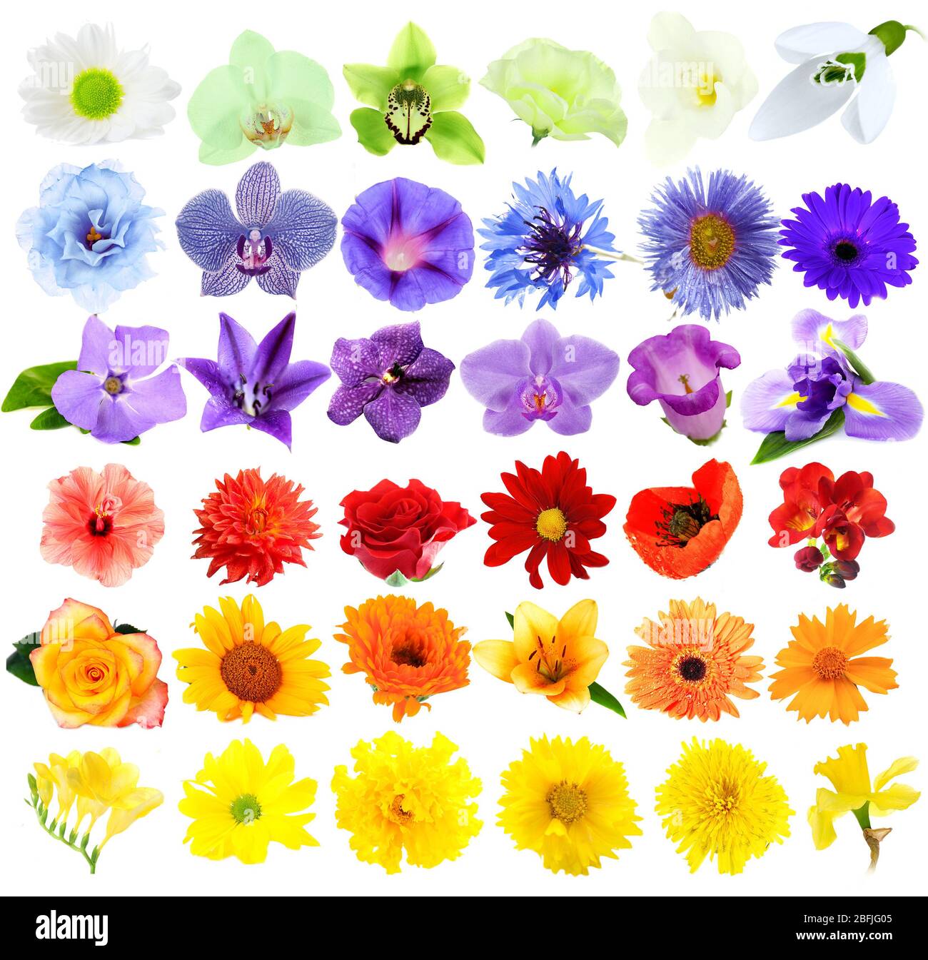 Beautiful flowers collage Stock Photo - Alamy
