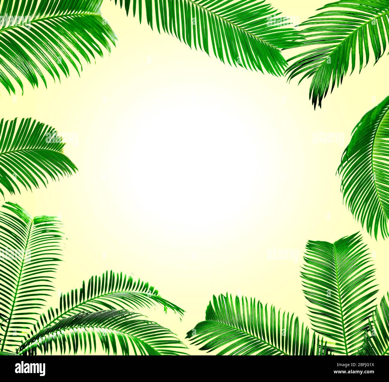 Frame of green palm leaves on light background Stock Photo - Alamy