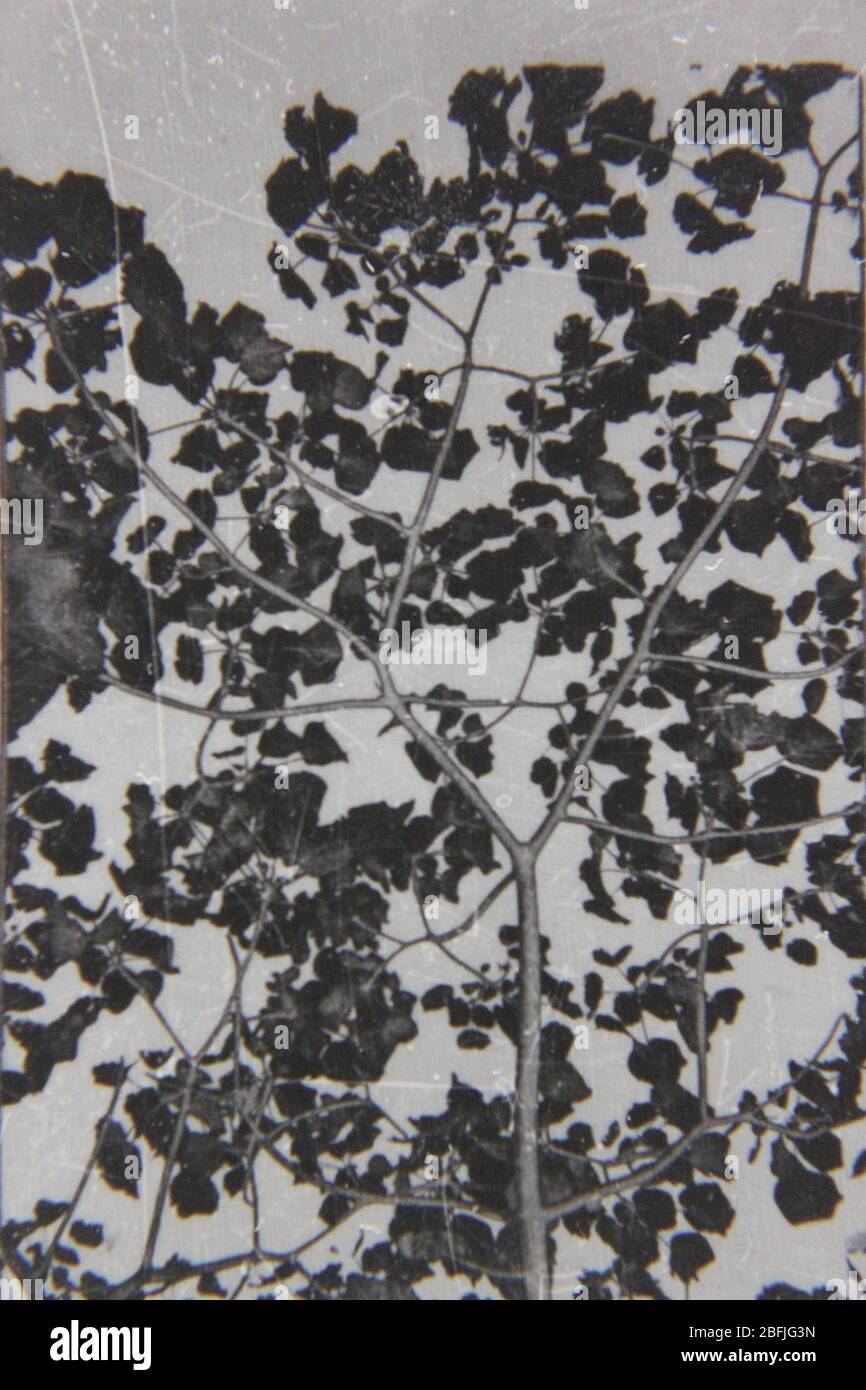 Fine 70s vintage black and white extreme photography of leaves rustling ...