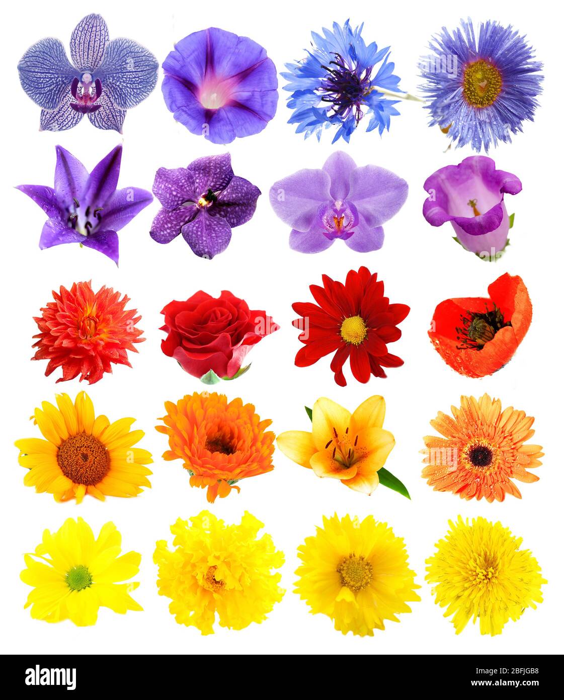 Collage orchid Cut Out Stock Images & Pictures - Alamy