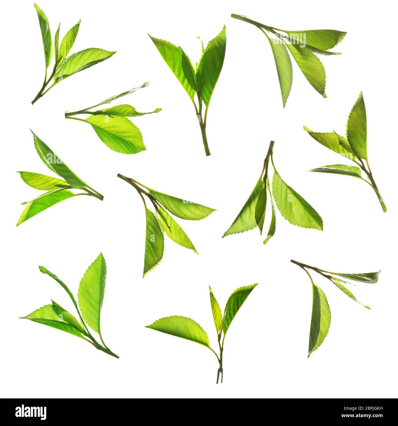 Green leaves collage Stock Photo - Alamy