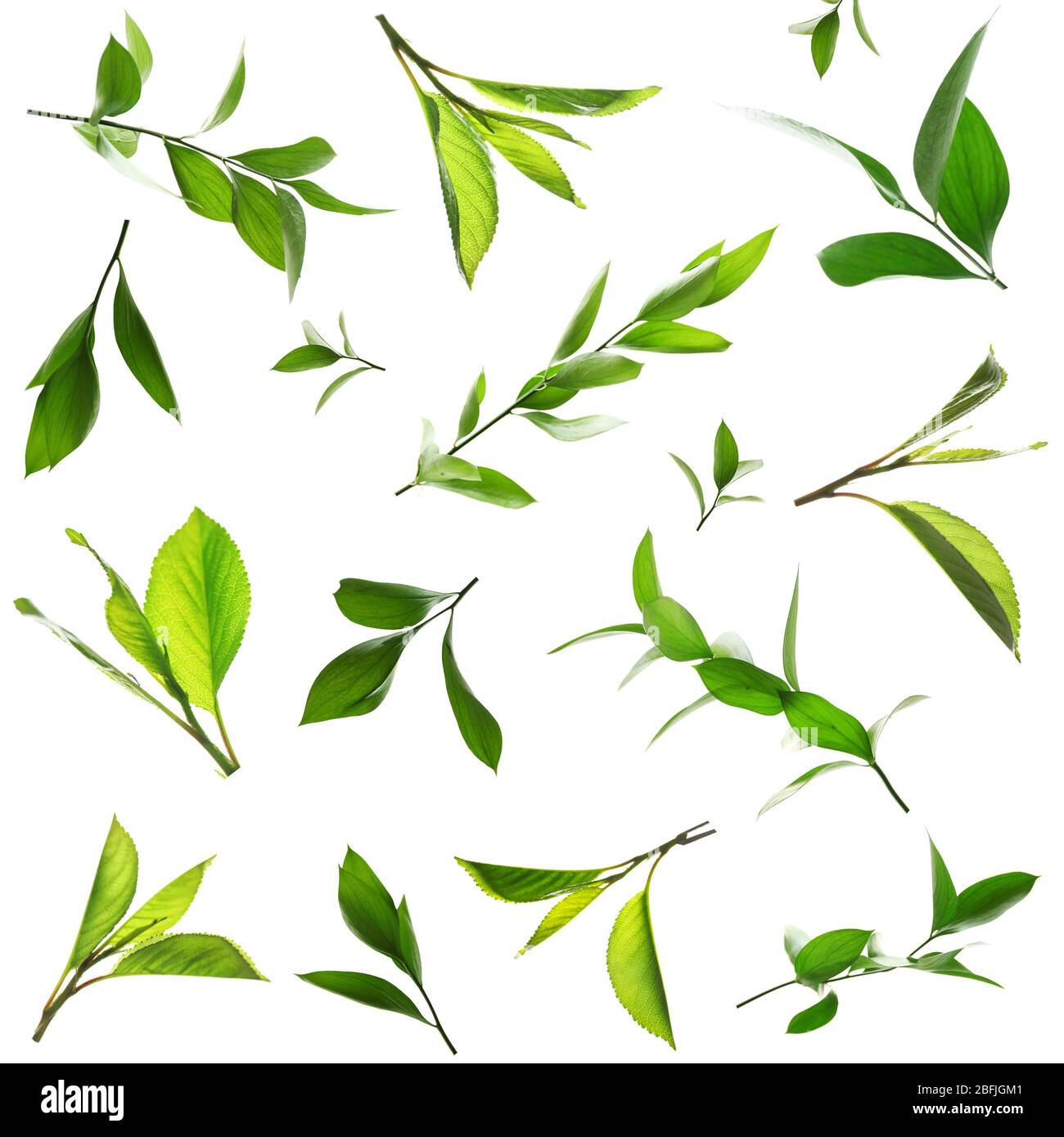 Green leaves collage Stock Photo - Alamy