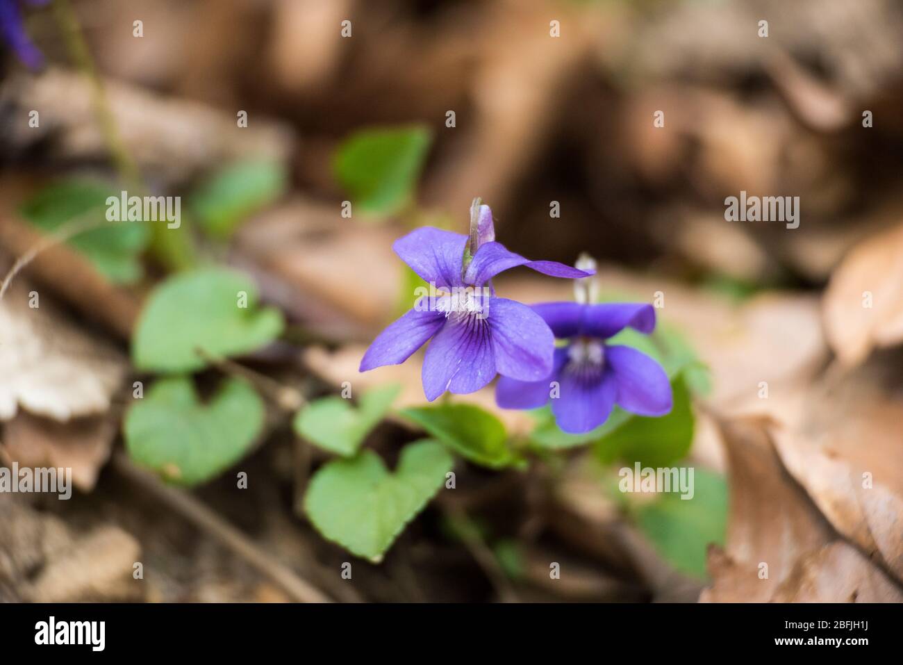 First violet blooming in spring sun Viola odorata Stock Photo - Alamy