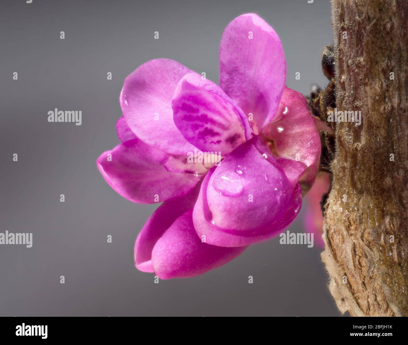 the mild winter this year has the eastern redbud (Cercis canadensis ...