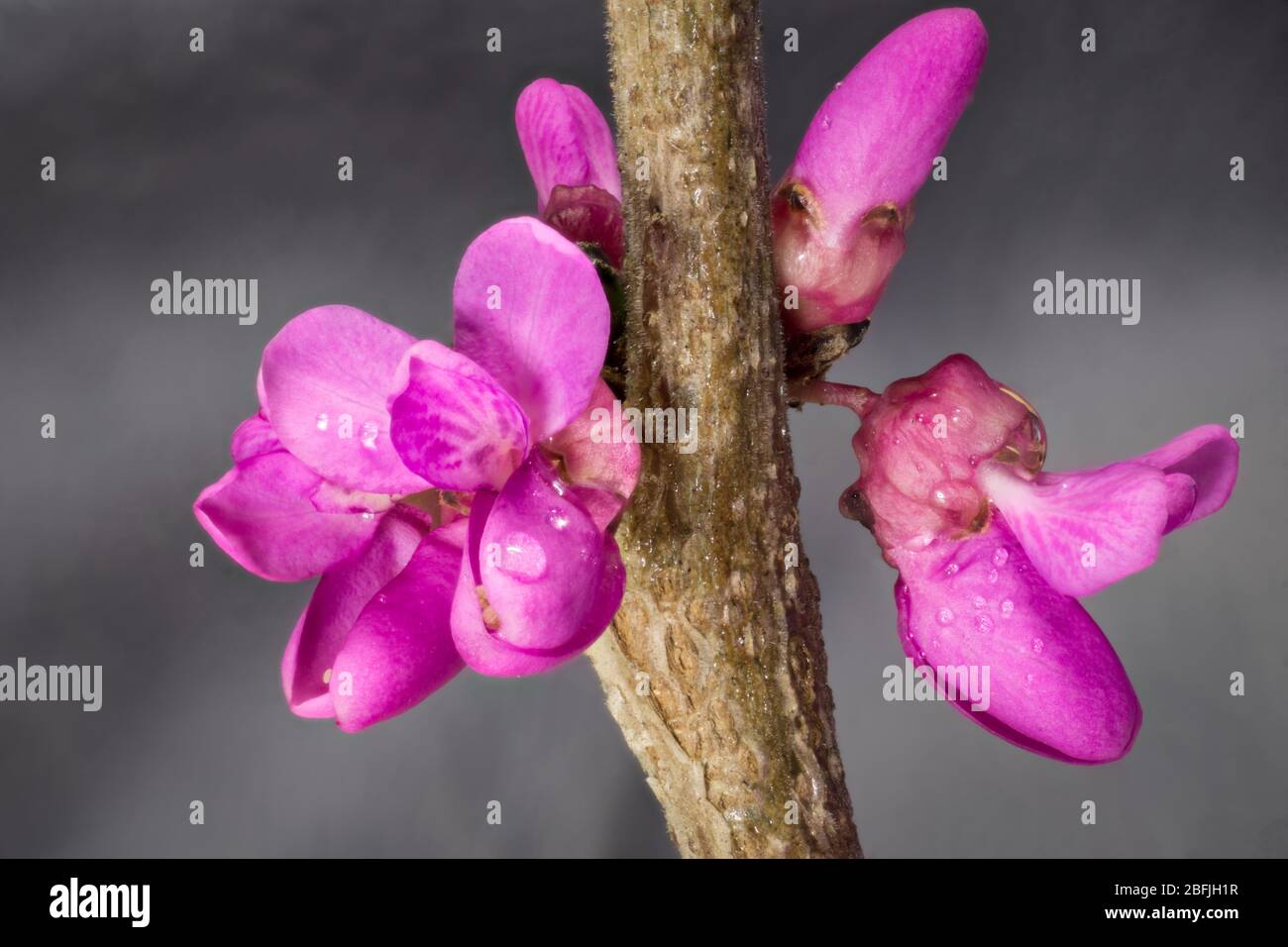 the mild winter this year has the eastern redbud (Cercis canadensis) flowering early in central ...