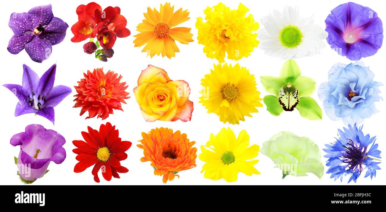 Beautiful flowers collage Stock Photo - Alamy