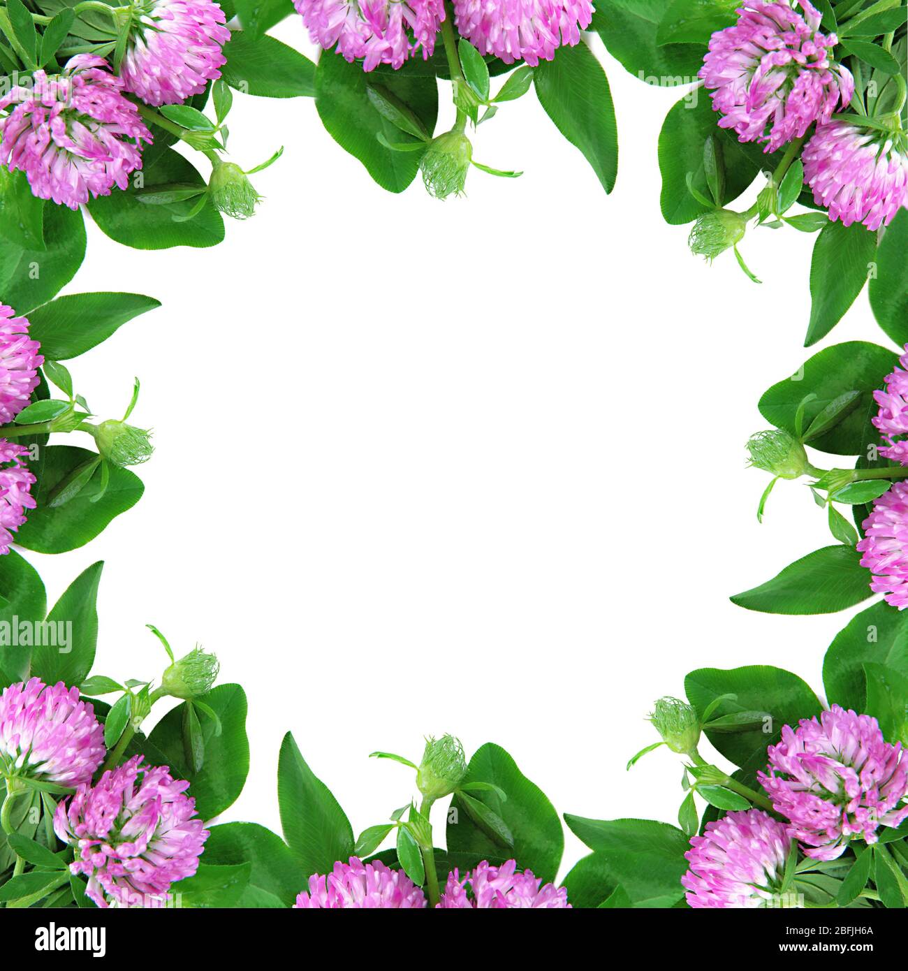 Clover shaped leaves hi-res stock photography and images - Alamy