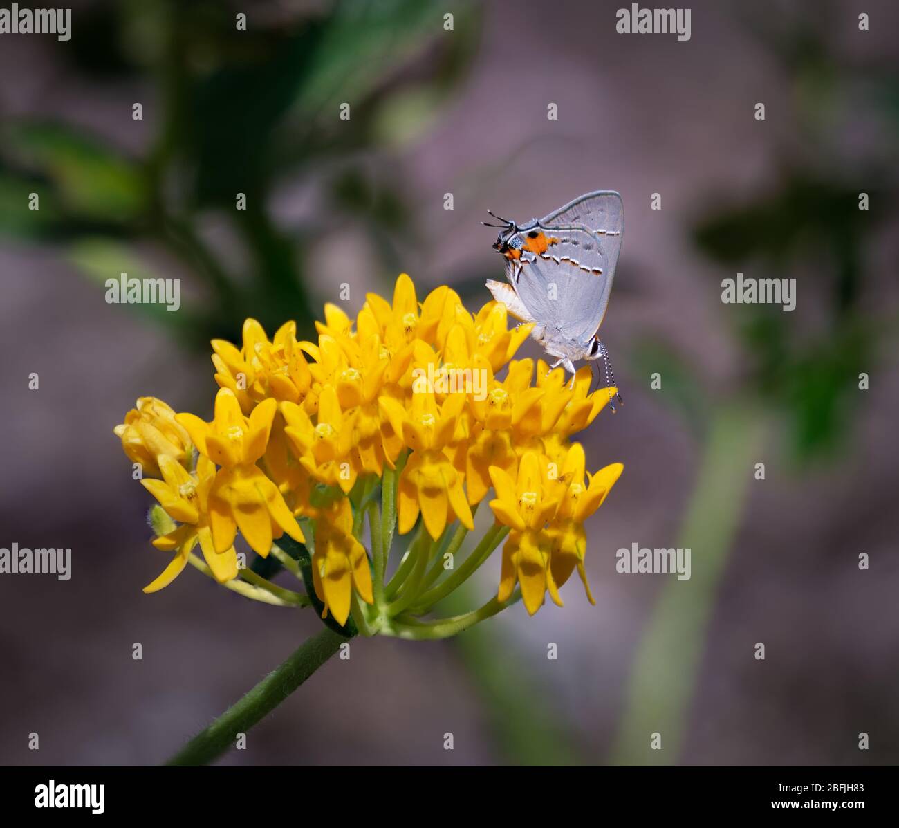 Gray Hairstreak (Strymon melinus) feeding on milkweed. this species of ...