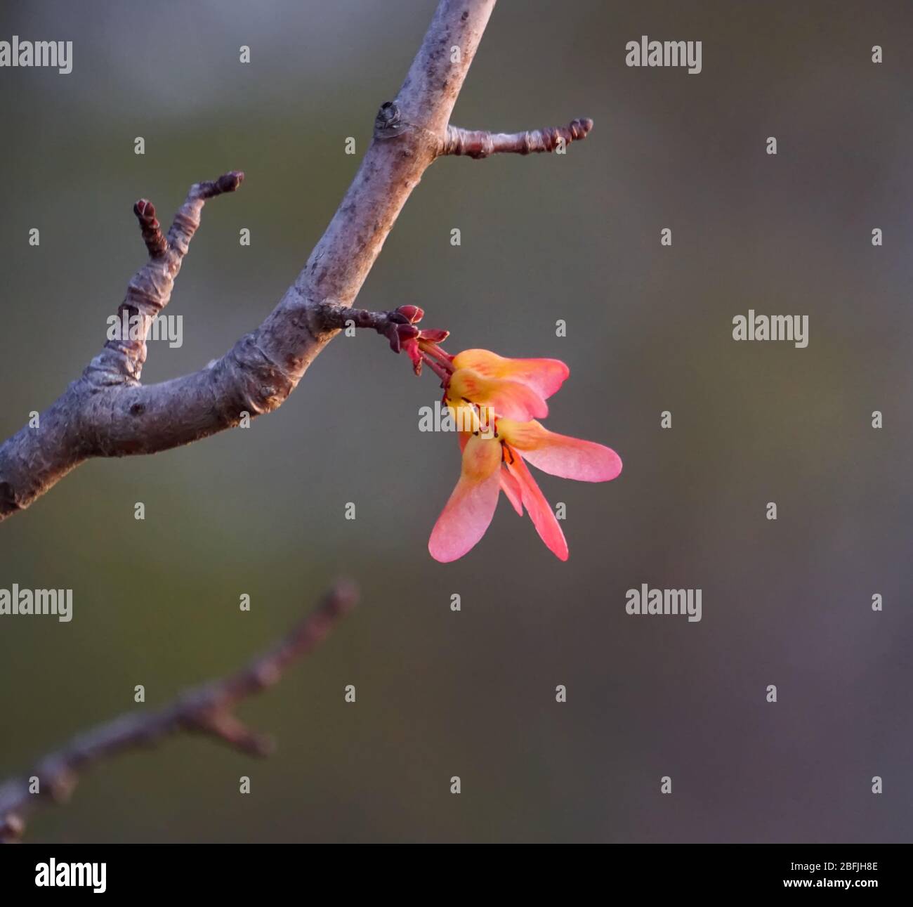 spring maple seeds Stock Photo - Alamy