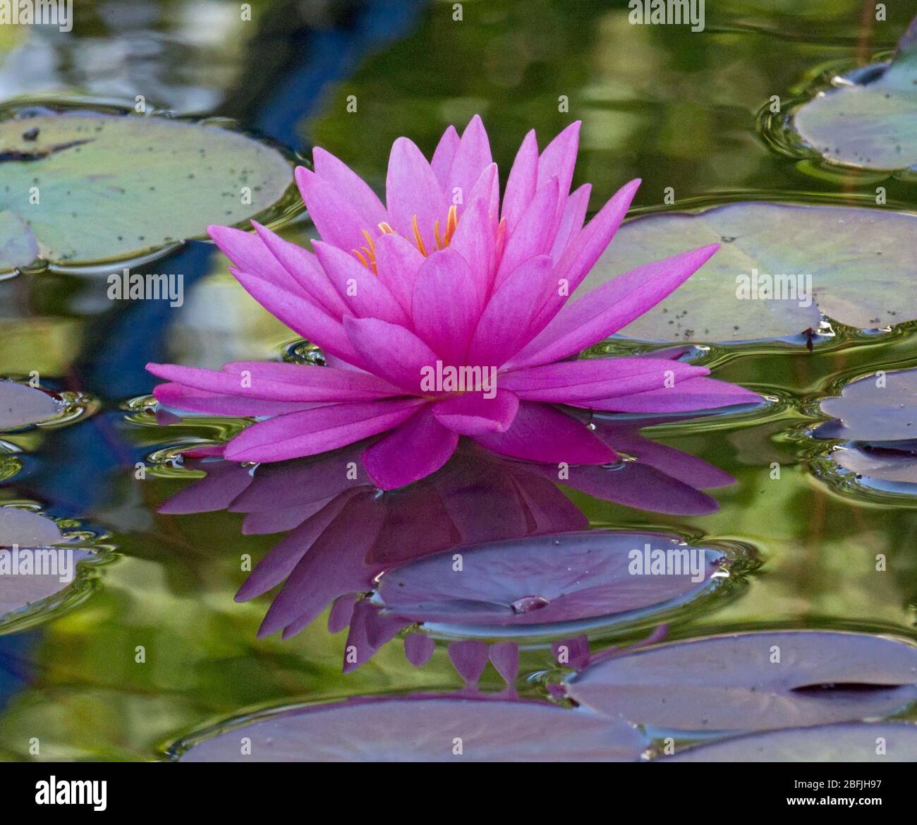 Rose pink or magenta water lily floats in a reflecting pool at a ...
