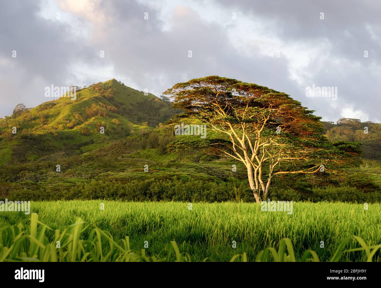large Koa Tree stands alone in the buffalo grass near Koloa Kauai. this ...