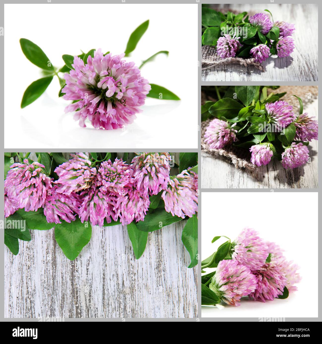 Clover flowers compositions in collage Stock Photo - Alamy