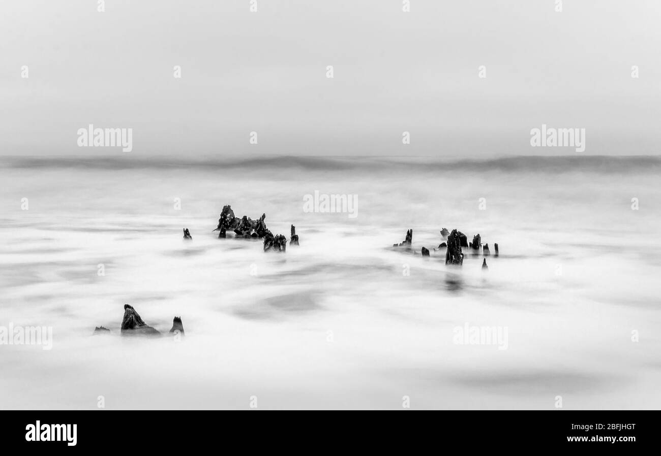 Tree stumps on beach hi-res stock photography and images - Alamy
