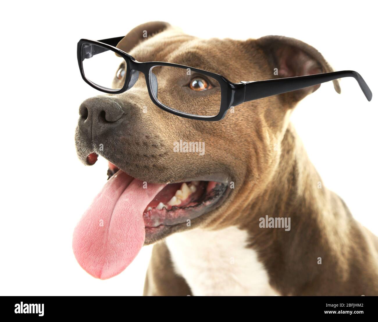 Cute dog with eyeglasses isolated on white Stock Photo - Alamy