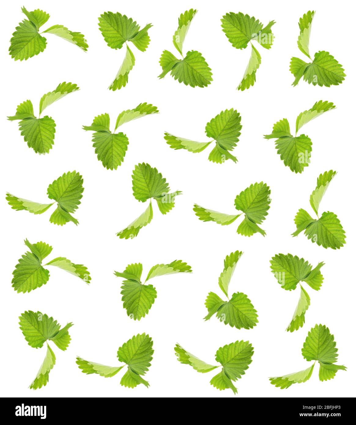 Strawberry leaves, isolated on white Stock Photo - Alamy