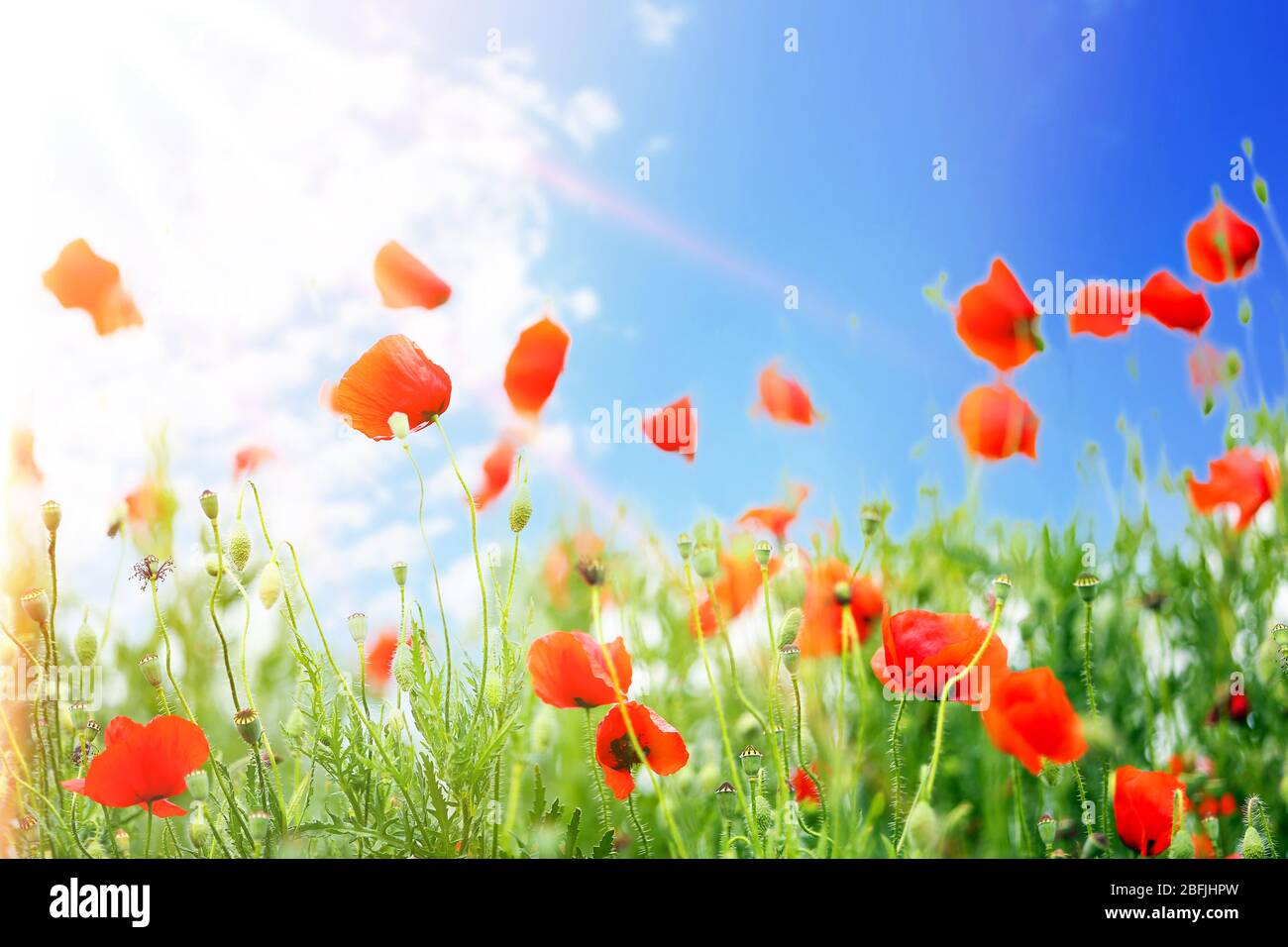 Poppy flowers in field Stock Photo - Alamy