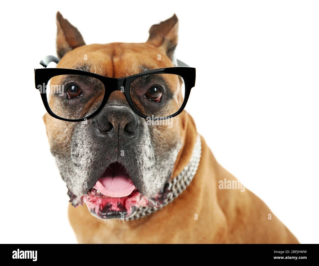 Dog with eyeglasses isolated on white Stock Photo - Alamy