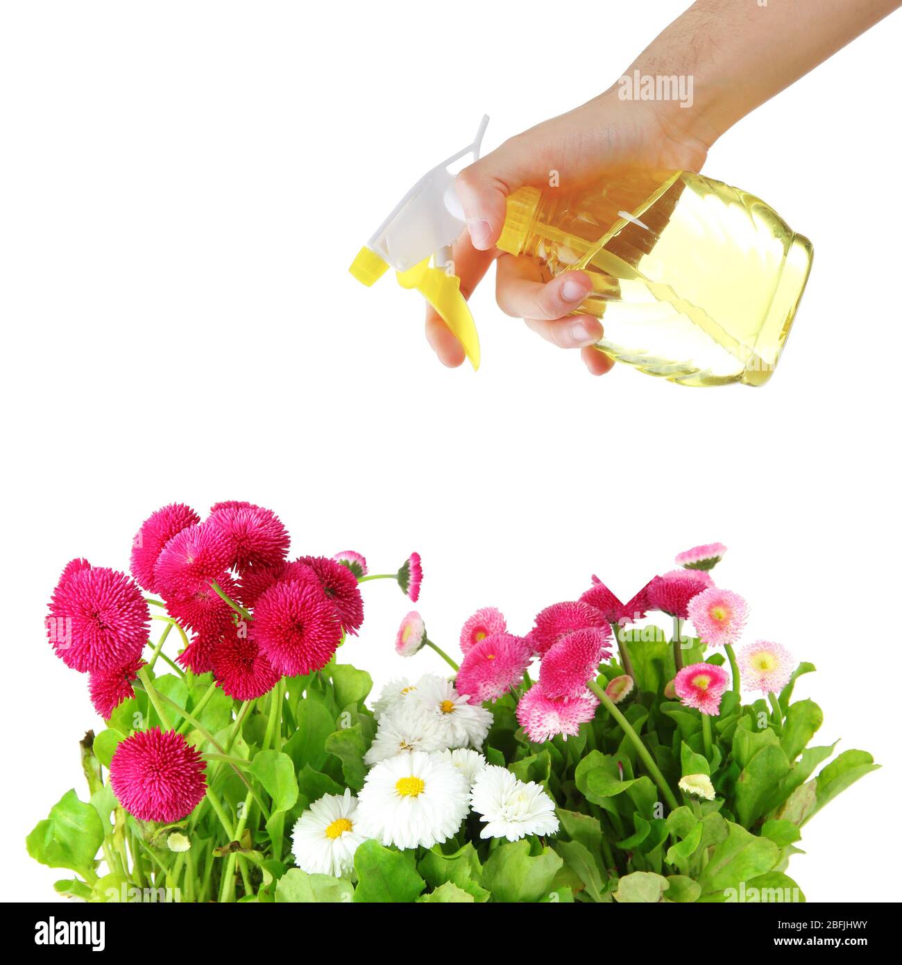 Female hand with sprayer and flowers isolated on white Stock Photo - Alamy